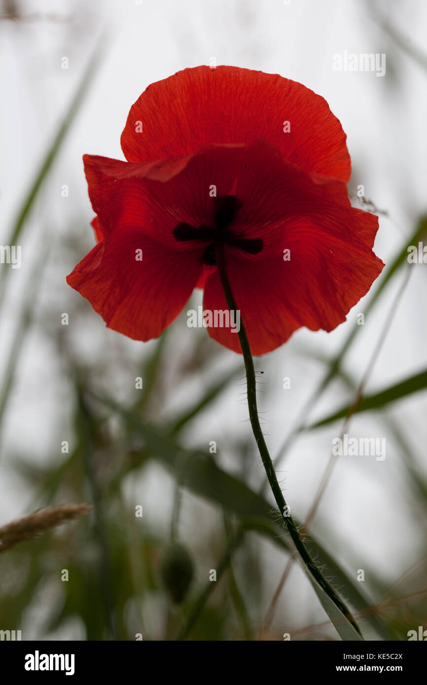 Poppy growing in Ypres Flanders Belgium Stock Photo - Alamy