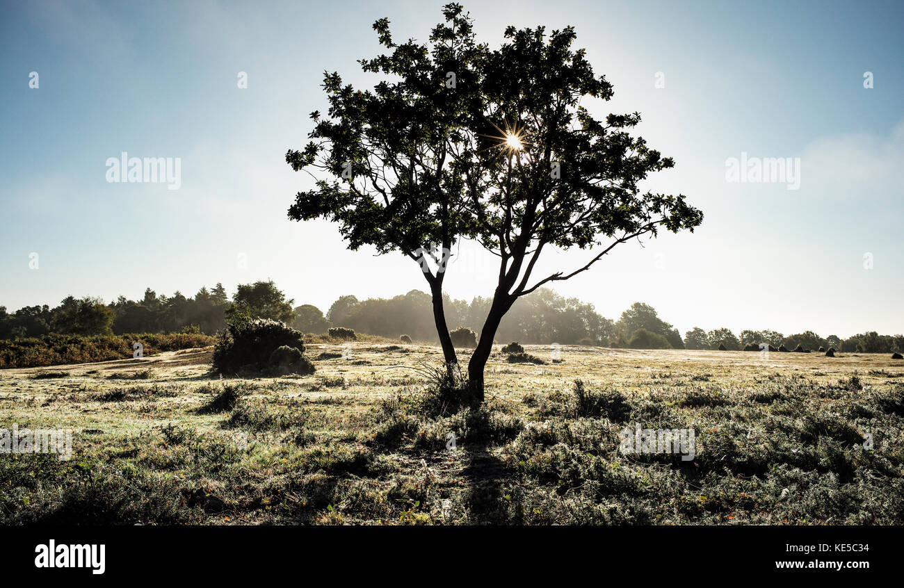 Tree cast shadow hi-res stock photography and images - Alamy