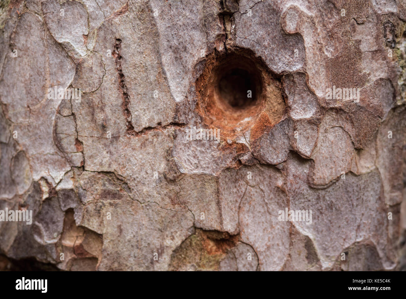 Tree bark with a branch hole Stock Photo - Alamy