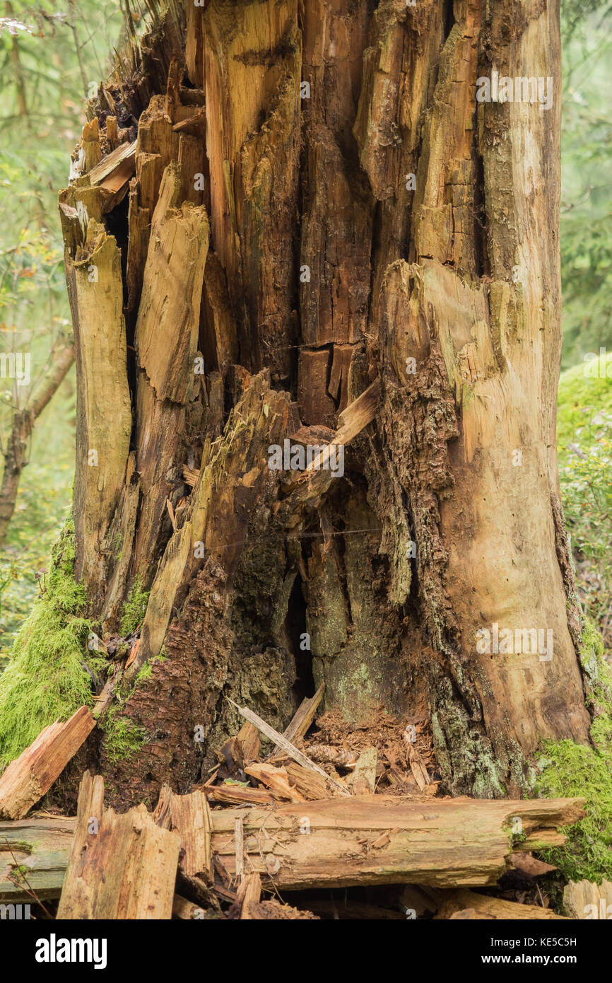 Pull rotten hi-res stock photography and images - Alamy