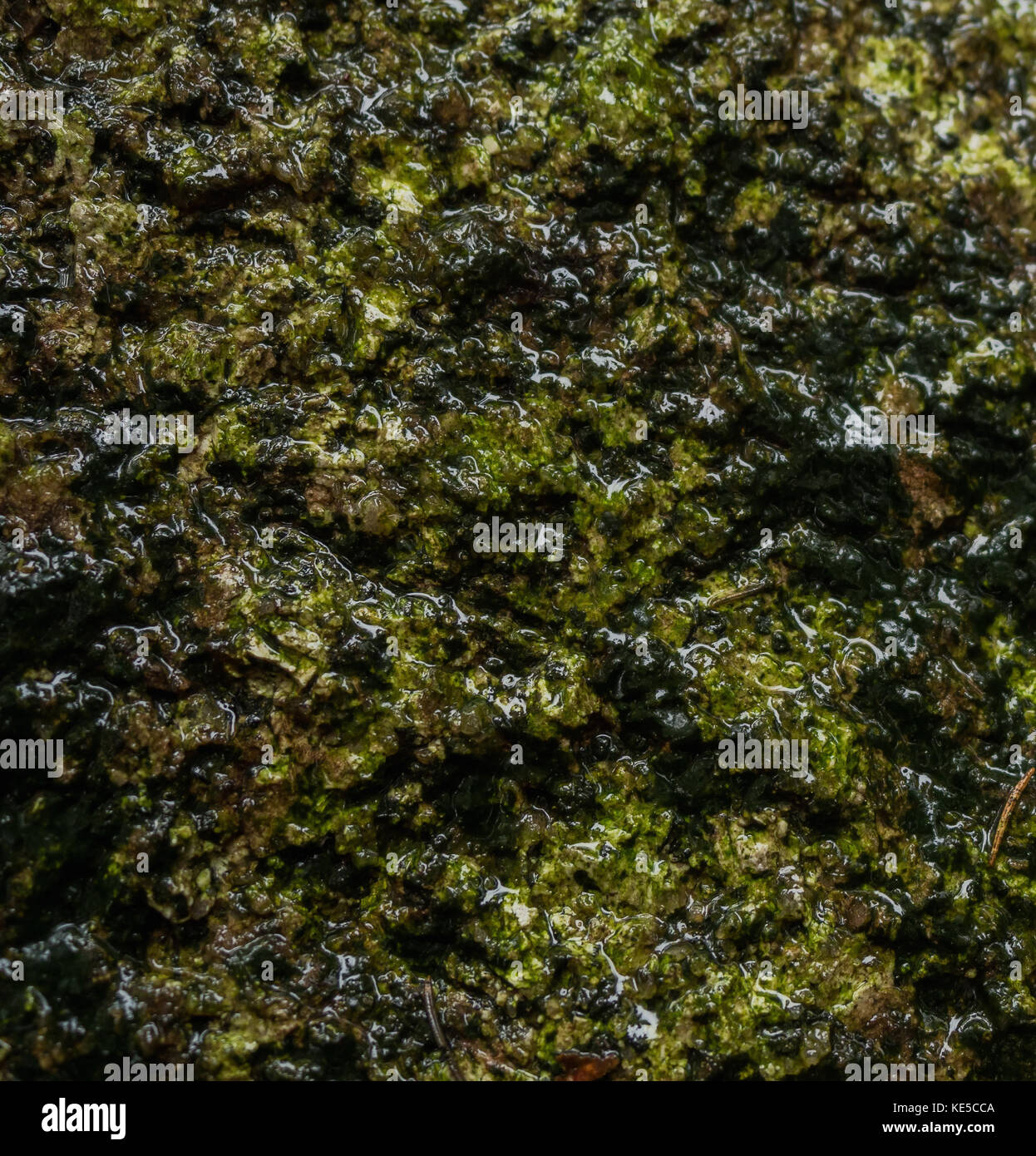 Wet rocks with moss Stock Photo - Alamy