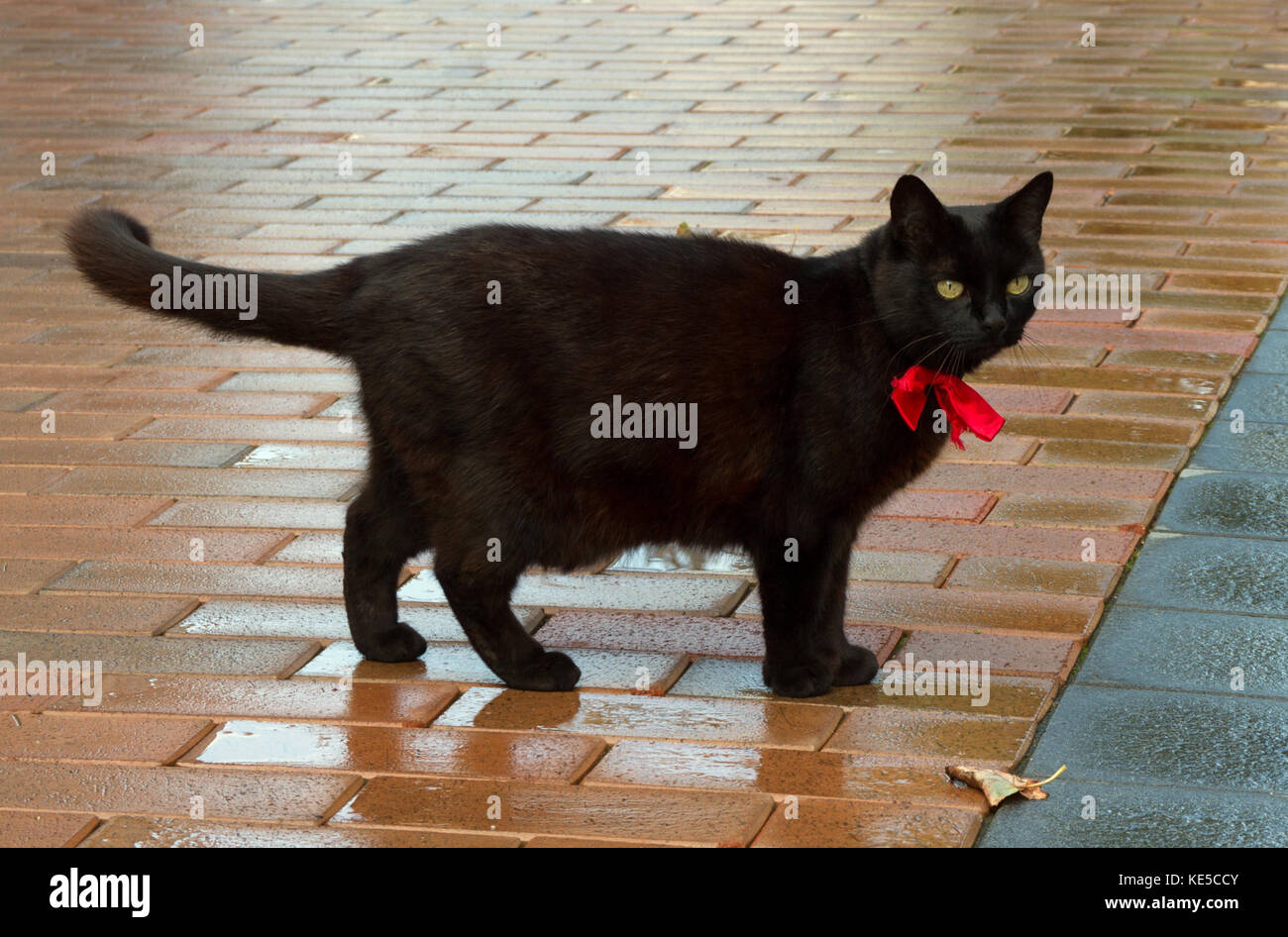 Black cat on sidewalk with red ribbon Stock Photo - Alamy