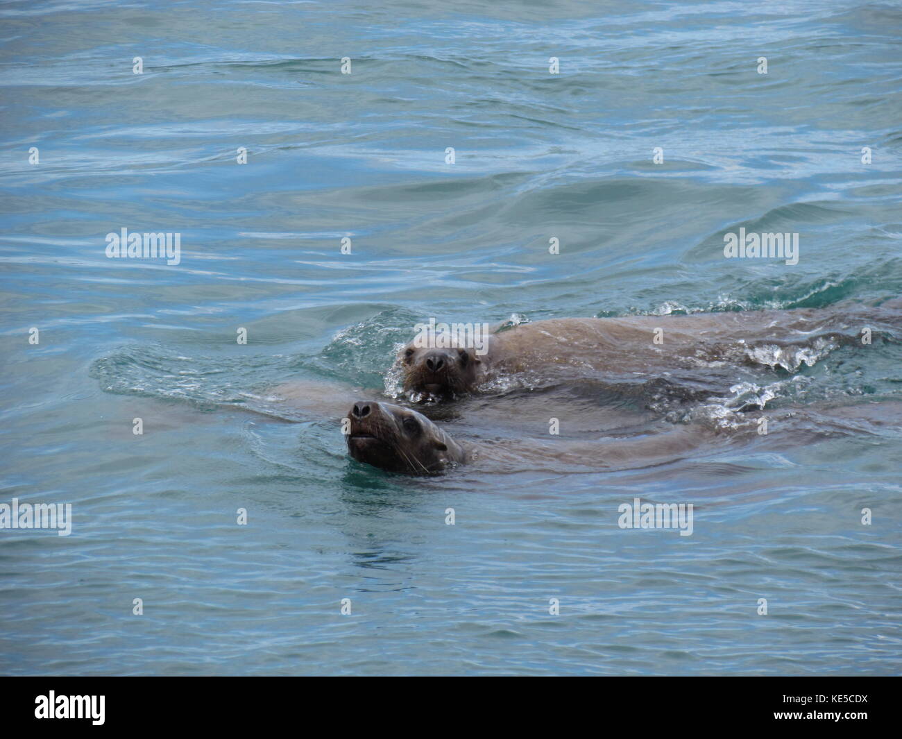 Seals playing in water Stock Photo - Alamy