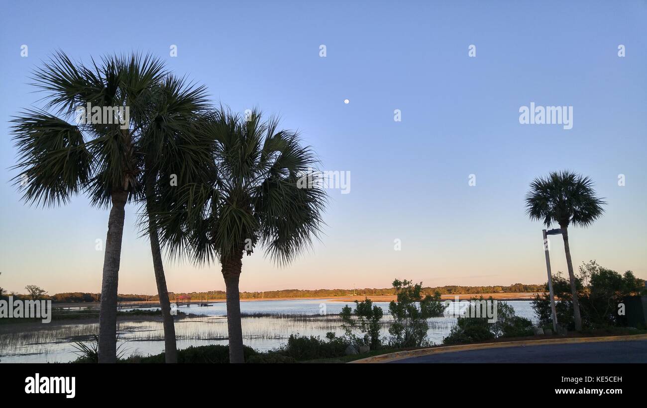 Moon and Palm trees with salt marsh behind Stock Photo - Alamy
