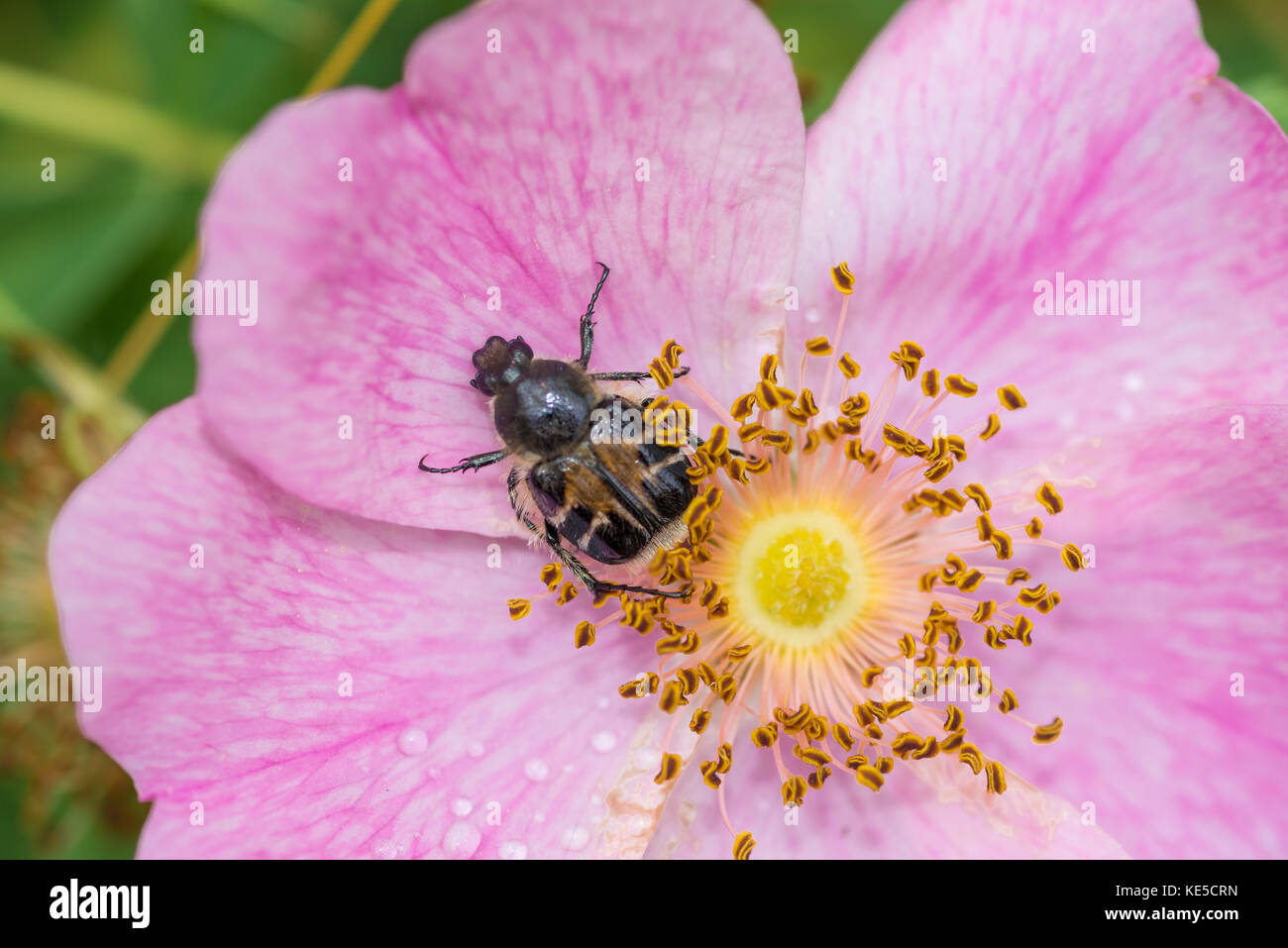 A hairy flower scarab beetle (Trichiotinus assimilis), a bee mimic, on ...