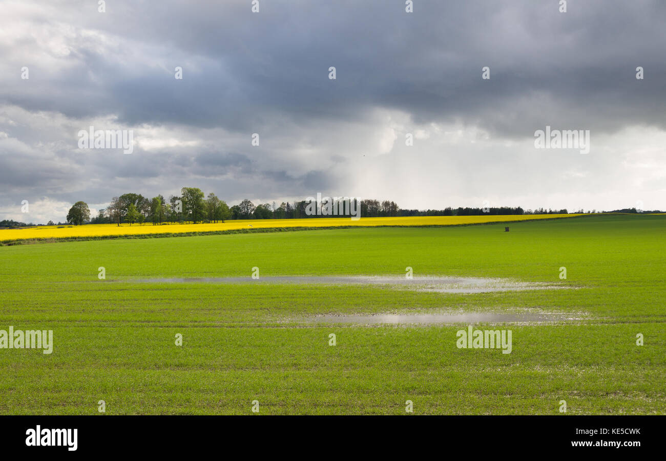 Green field in puddle Stock Photo - Alamy
