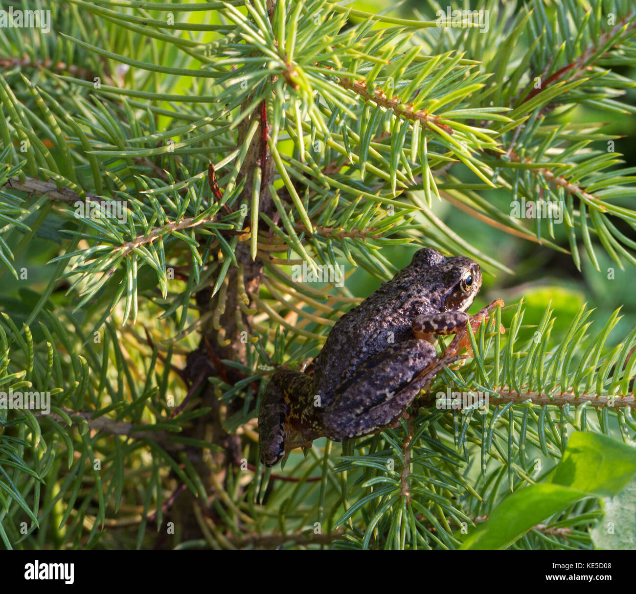 Frog hanging on the fir tree Stock Photo - Alamy
