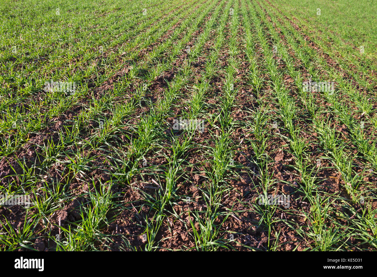 Country landscape, growing green wheat Stock Photo - Alamy
