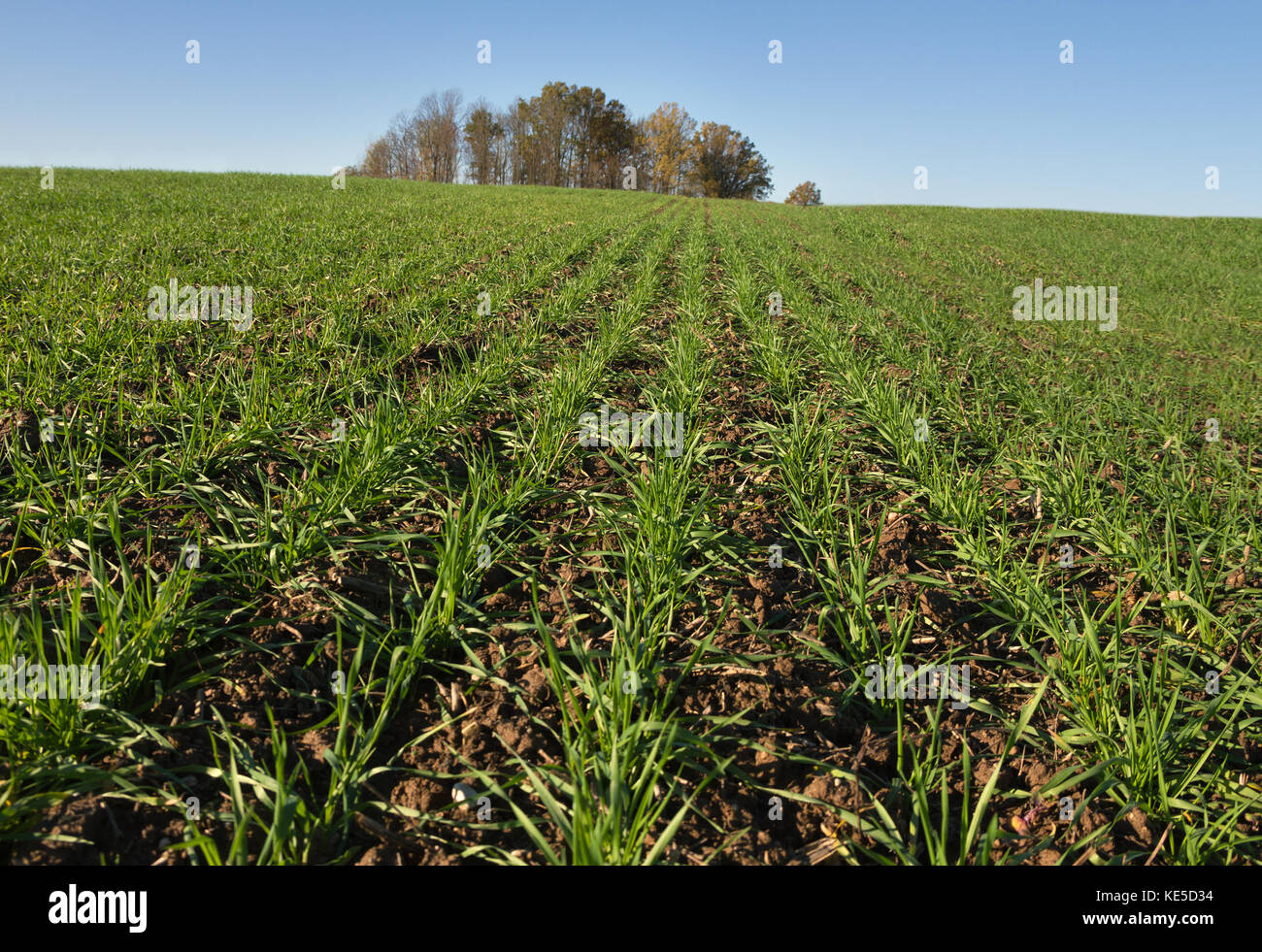 Country landscape, growing green wheat Stock Photo - Alamy