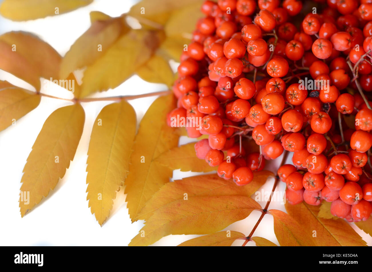 detail of red rowan berry Stock Photo - Alamy