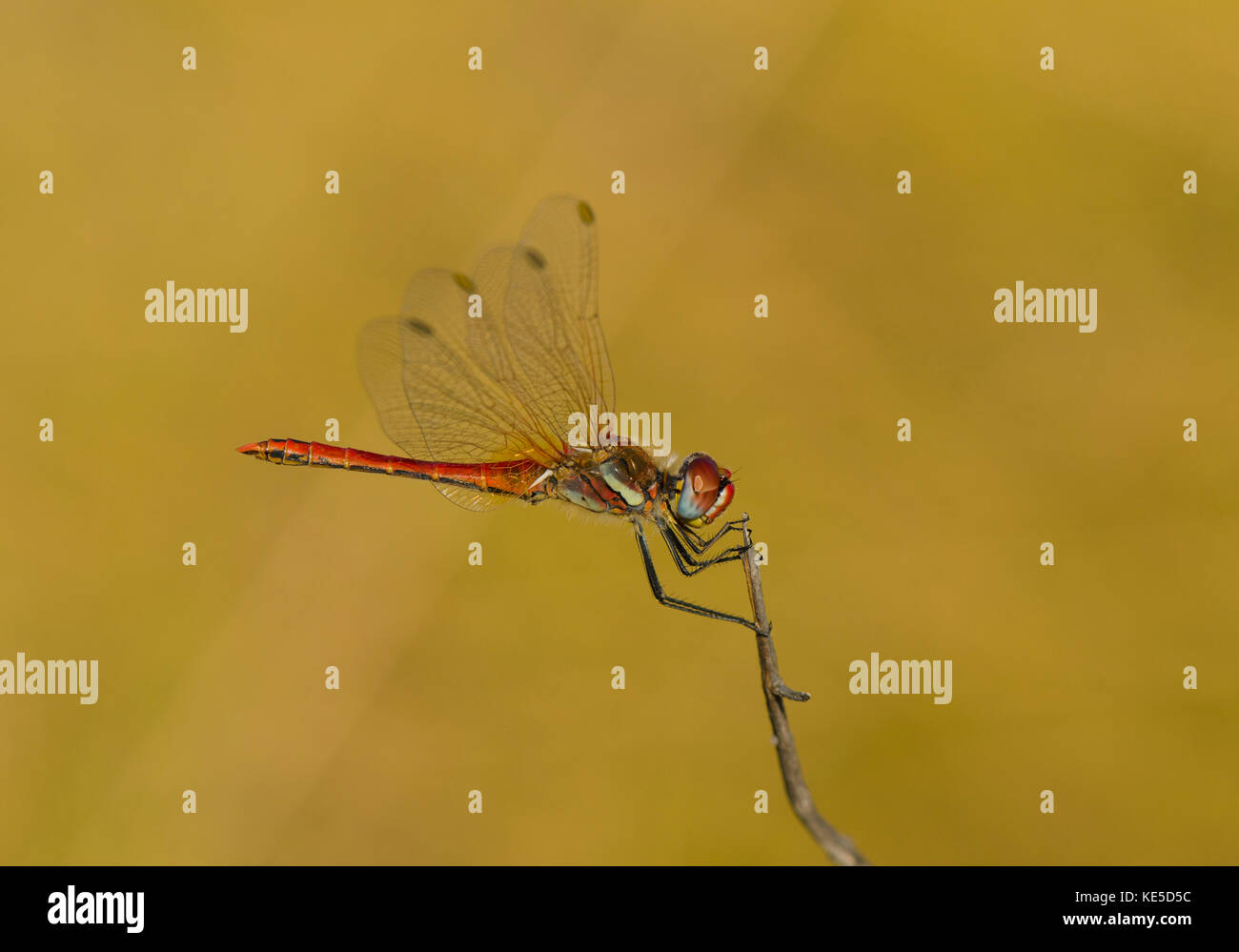 Male Red-veined-darter, sympetrum fonscolombii, dragonfly, Andalusia ...