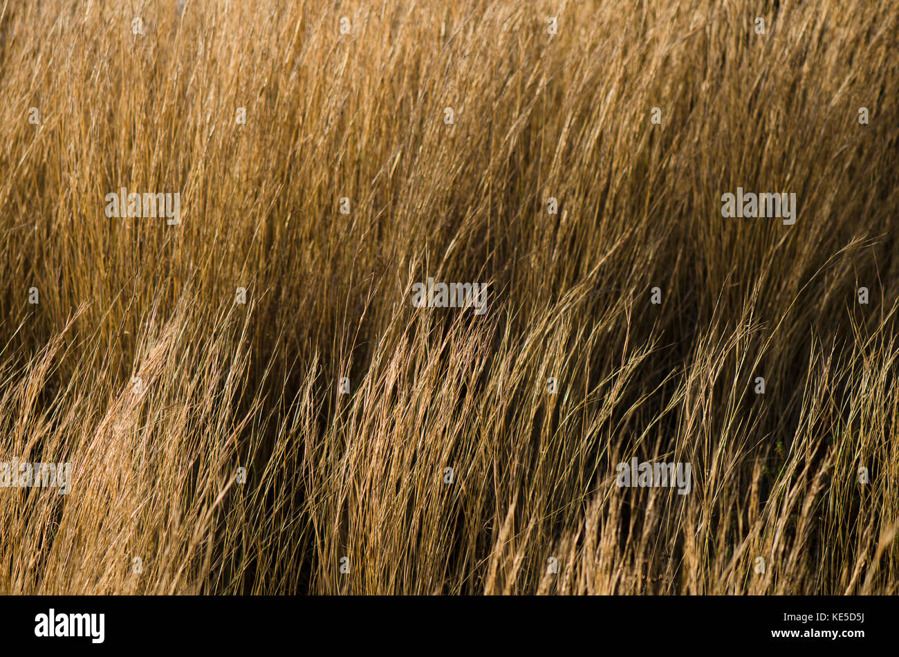Long grass background hi-res stock photography and images - Alamy