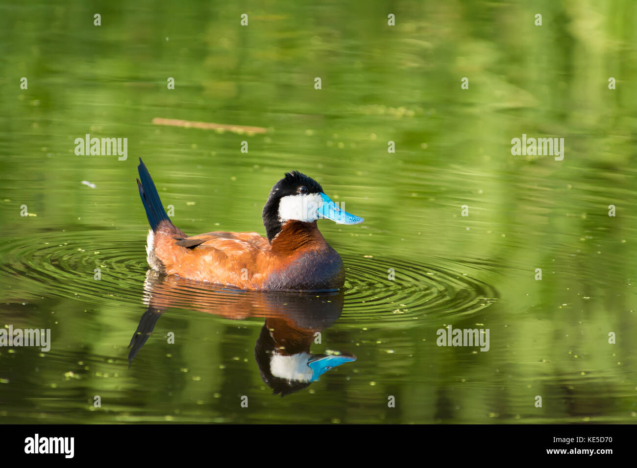 The ruddy duck (Oxyura jamaicensis) a member of the stiff-tailed group ...