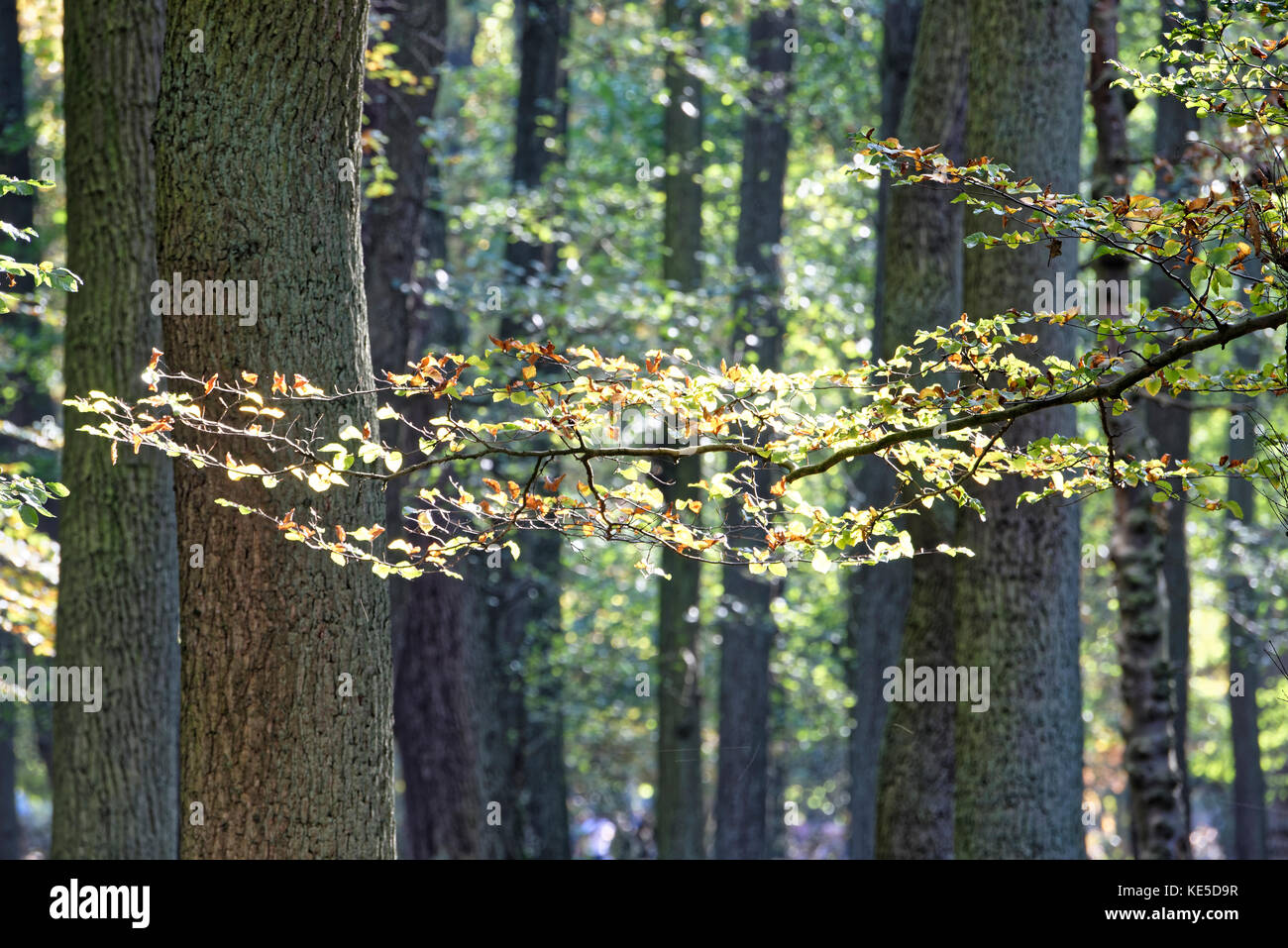 Autumn in Deister by Hanover ,Germany Stock Photo - Alamy