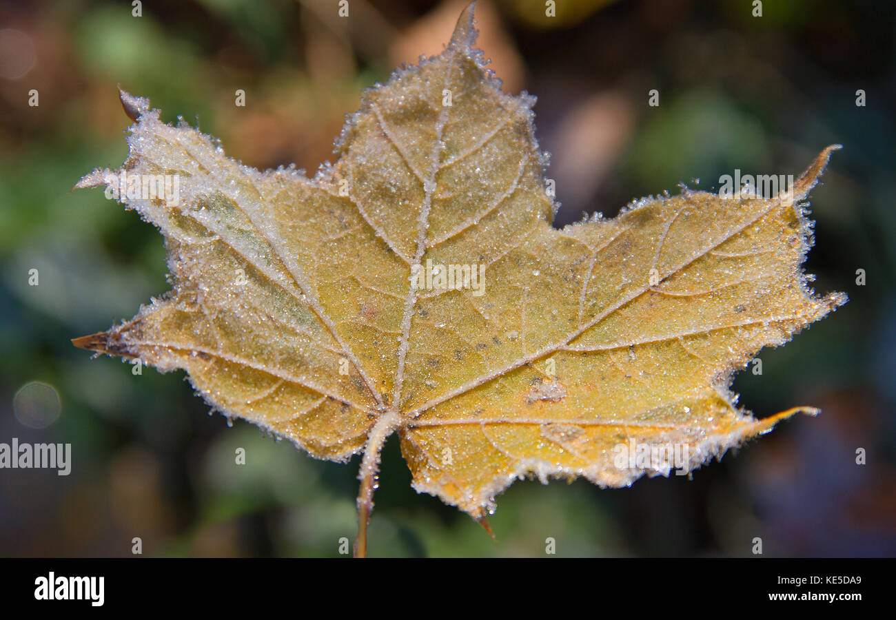 Surface of autumn frost leaf Stock Photo - Alamy