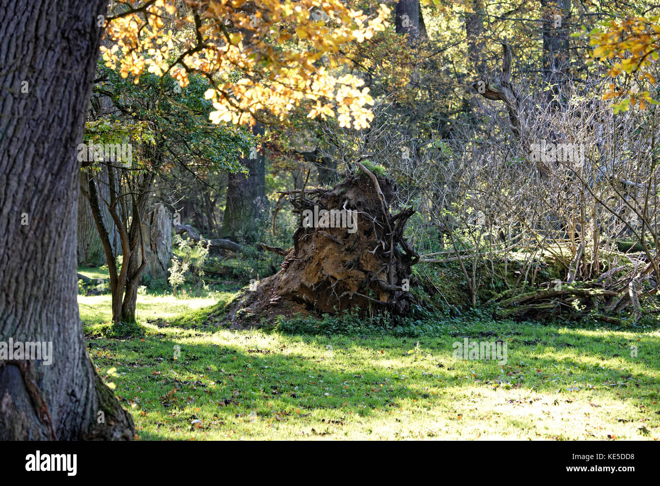 Autumn in Deister by Hanover ,Germany Stock Photo - Alamy