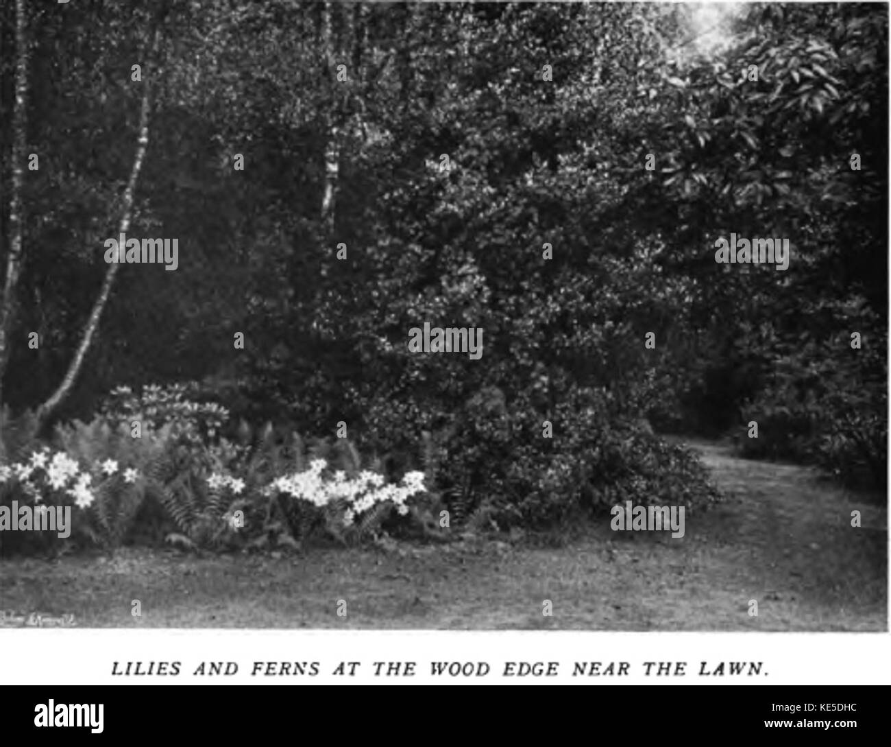 Summer displays Black and White Stock Photos & Images - Alamy