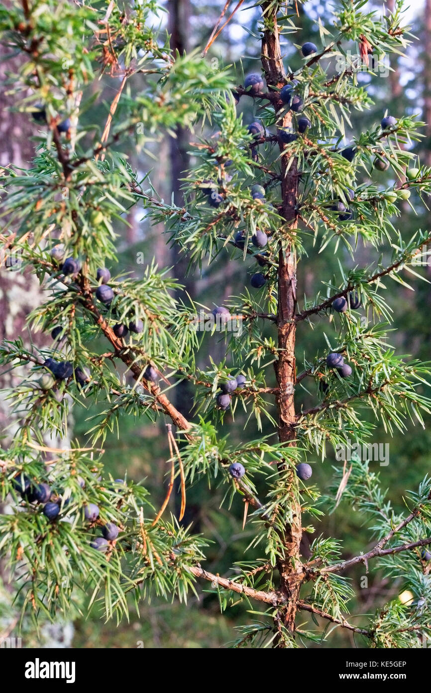 Juniperus Communis Nana Identification