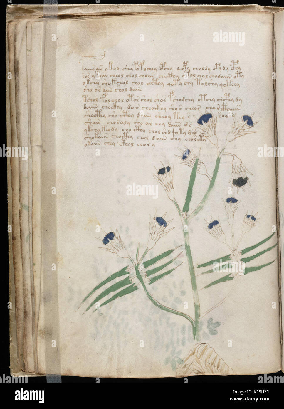 Voynich codex hi-res stock photography and images - Alamy