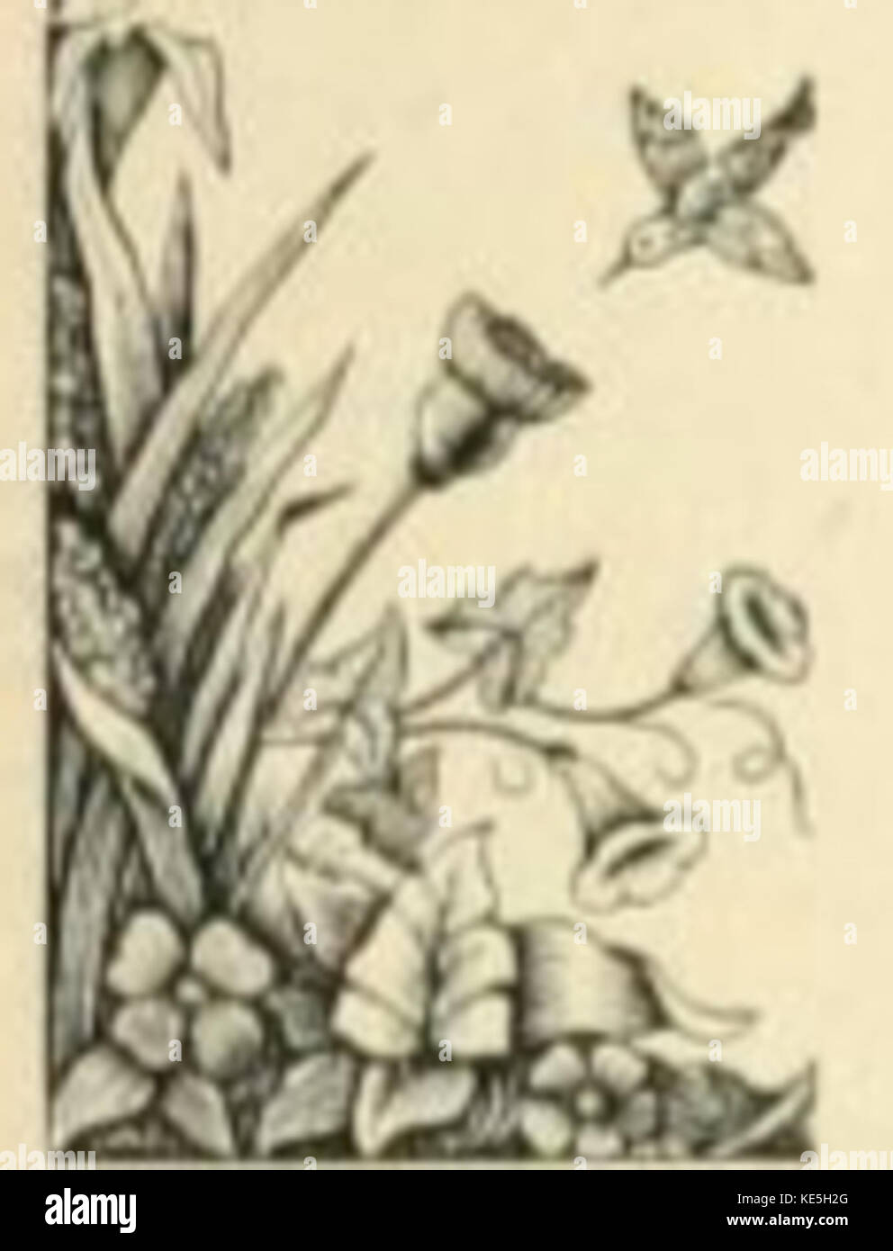Vintage Hummingbird Image Stock Photo - Alamy