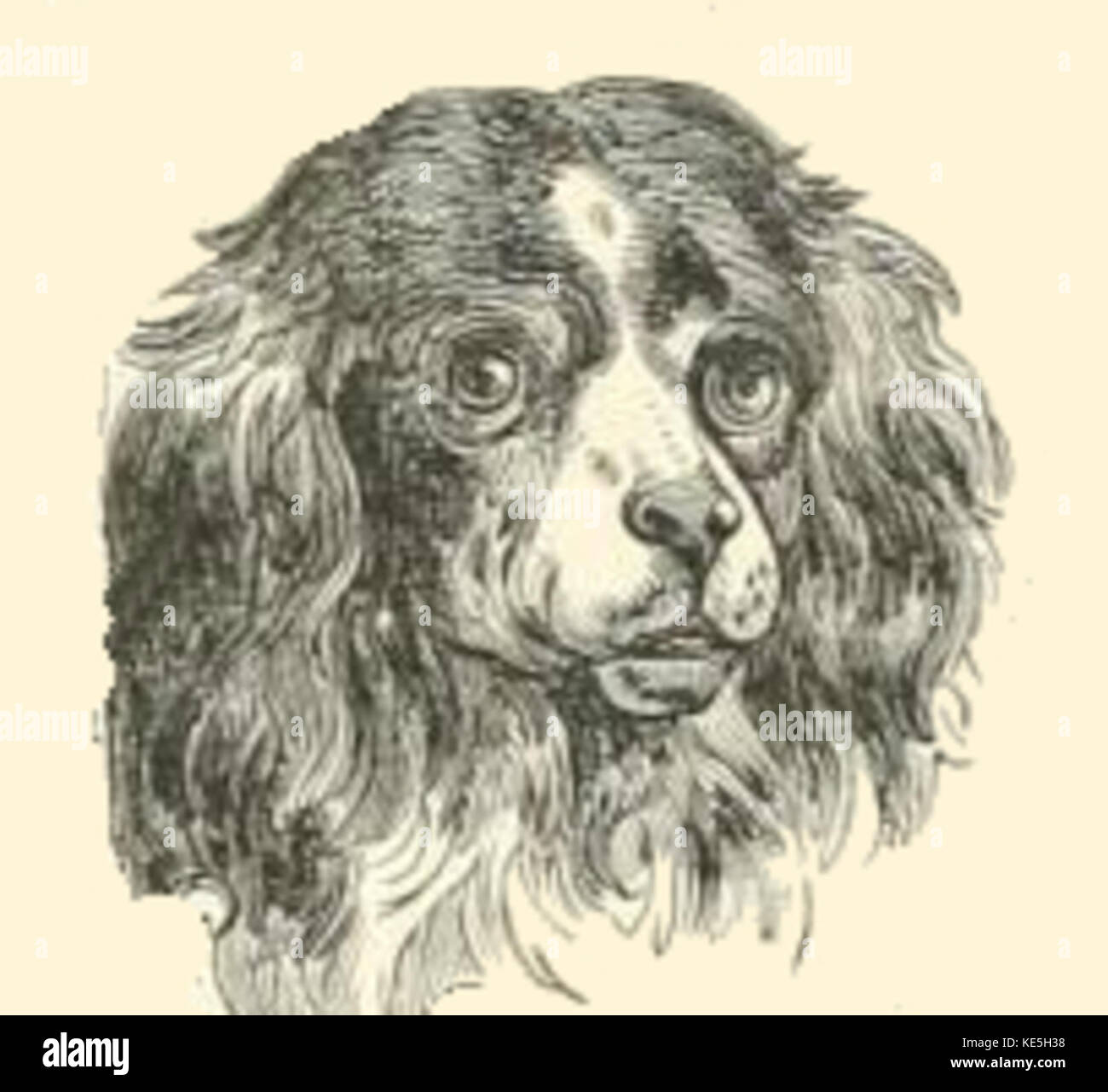 Vintage Dog Portrait Stock Photo - Alamy