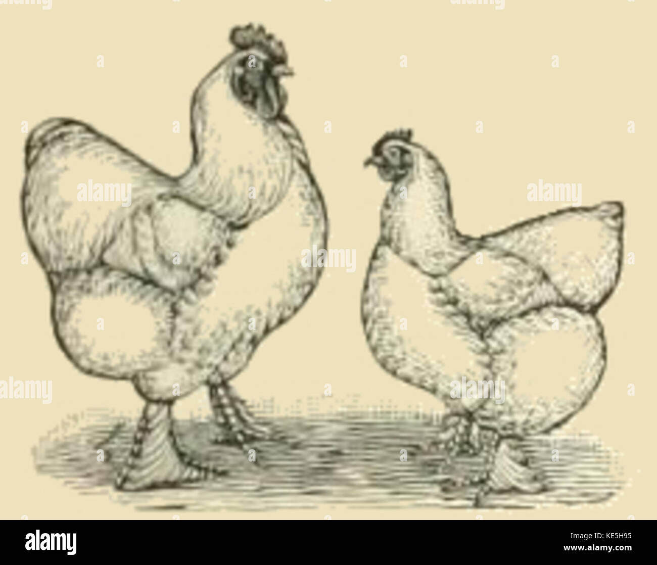 White Cochin Drawing Stock Photo - Alamy