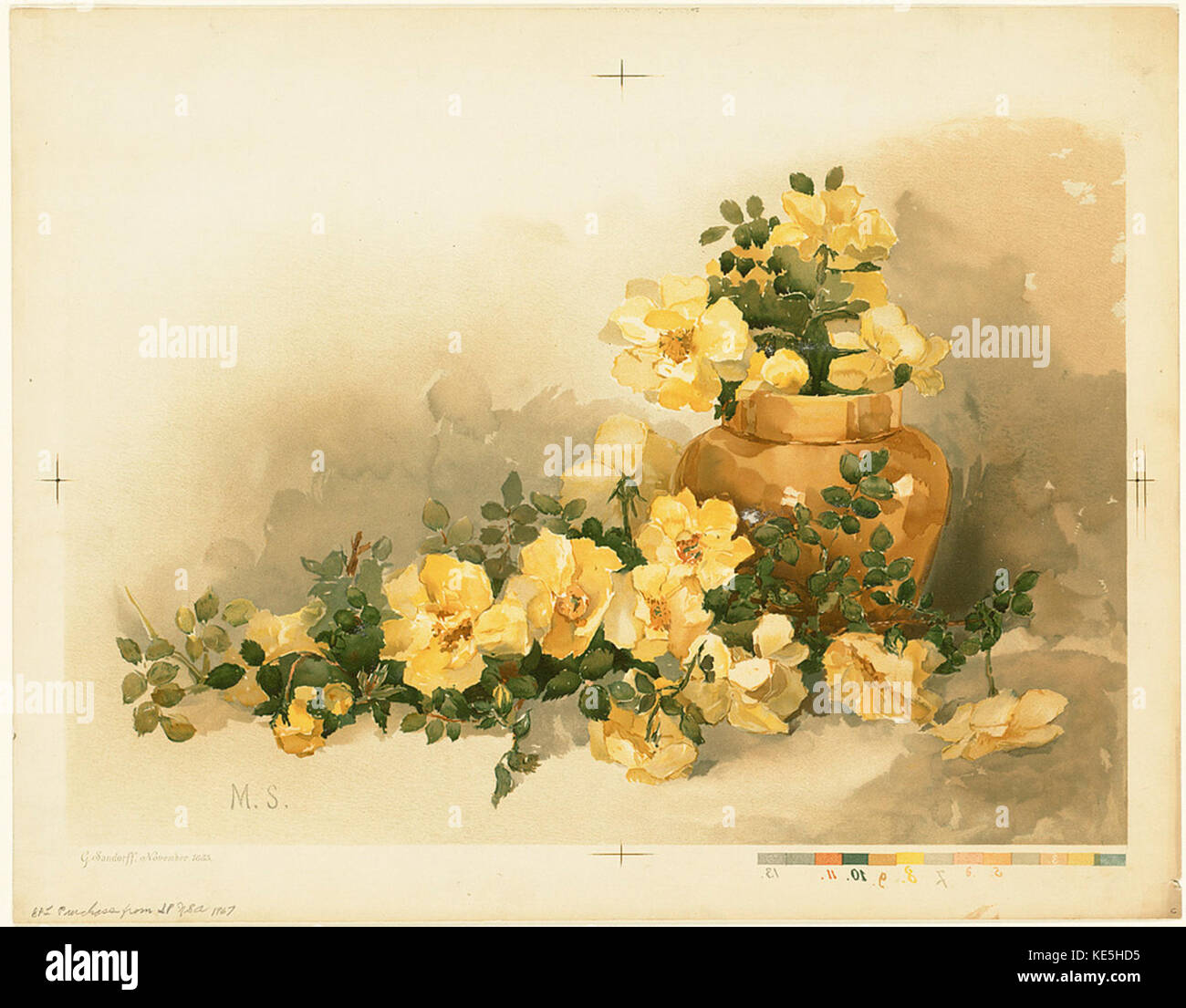 Ginger roses hi-res stock photography and images - Alamy