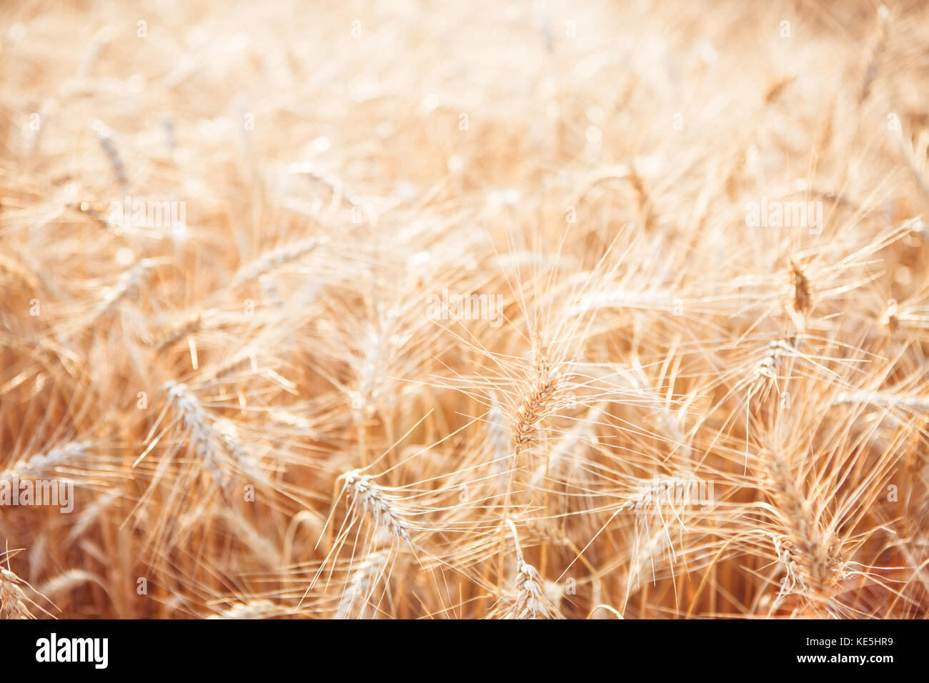 Toned image of rye field in summer afternoon, background Stock Photo ...