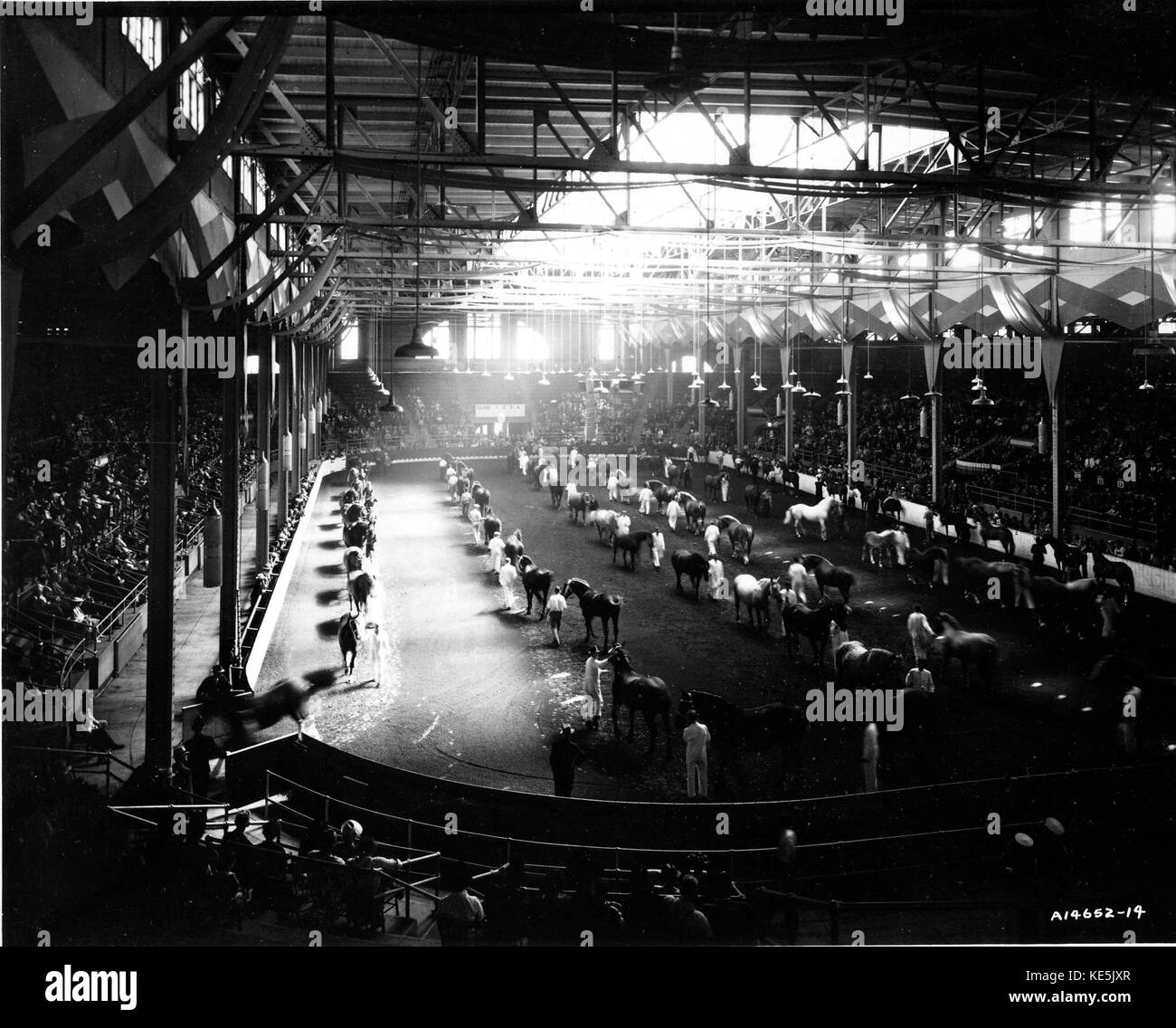 Horse Judging in Coliseum, 1940 Stock Photo - Alamy