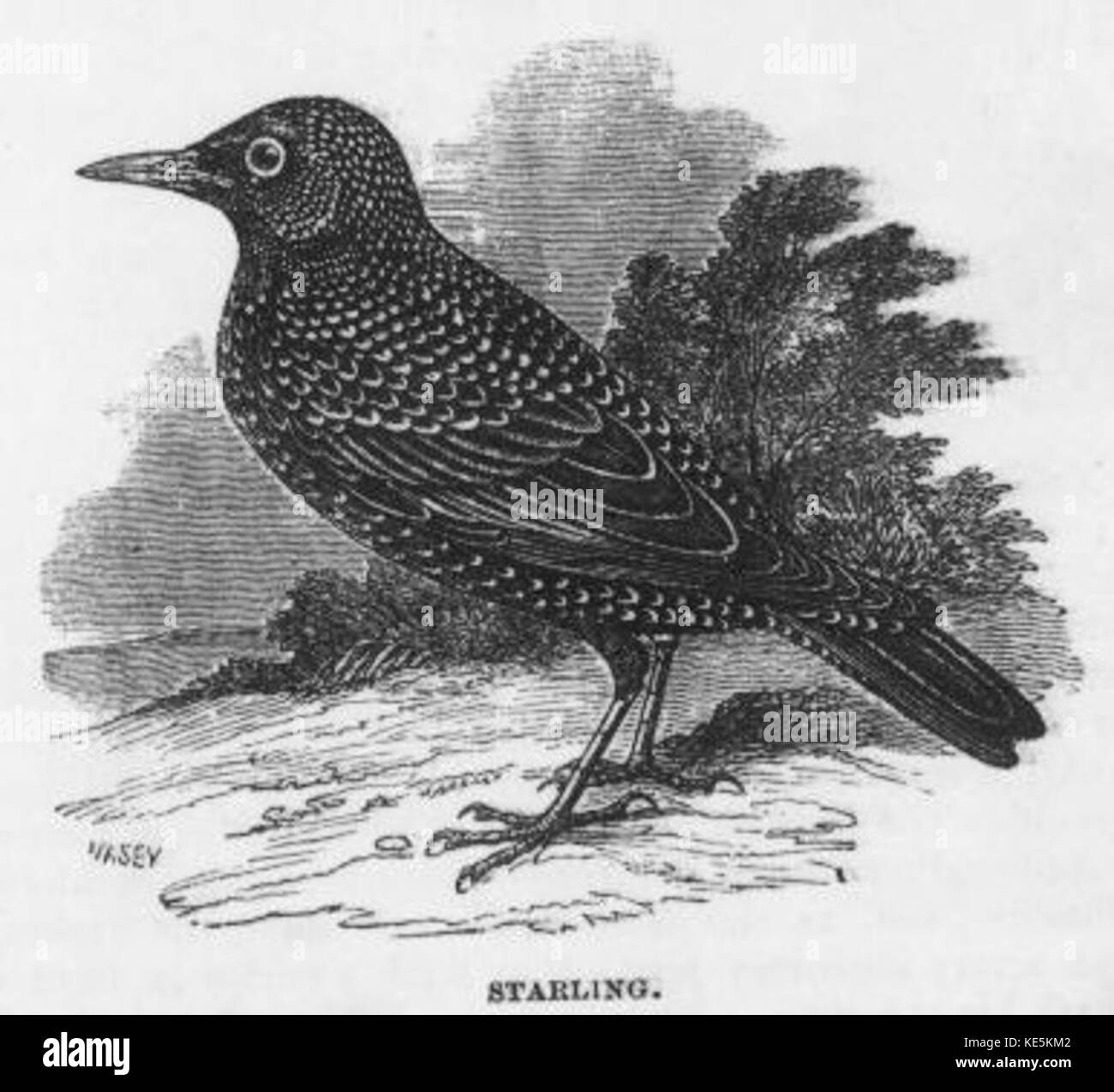 Photo of starling Black and White Stock Photos & Images - Alamy