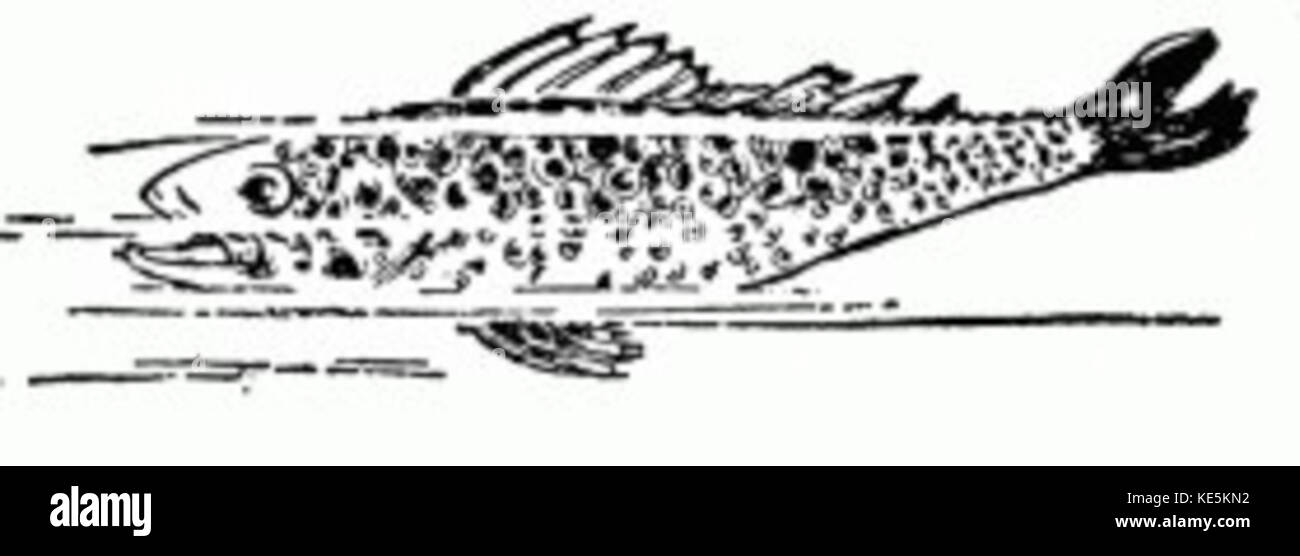 Swimming Fish Drawing Stock Photo - Alamy