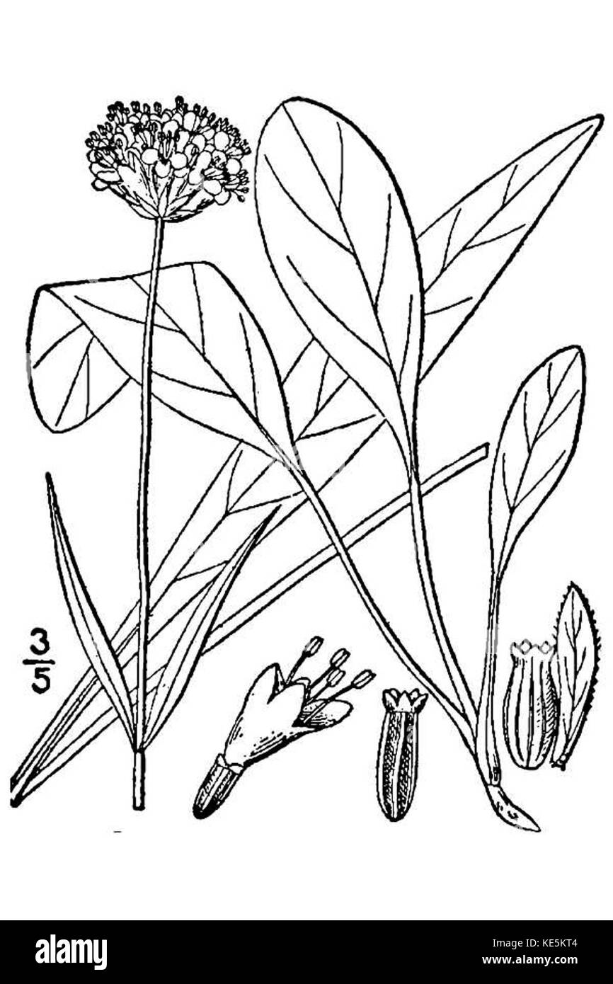 Suau hi-res stock photography and images - Alamy