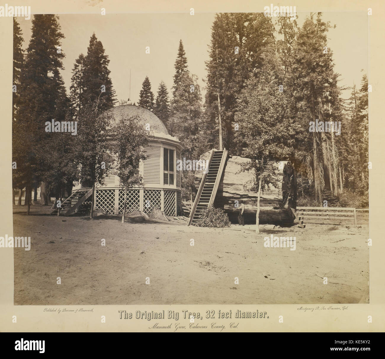 The Original Big Tree by Charles L Weed, 1864 Stock Photo - Alamy