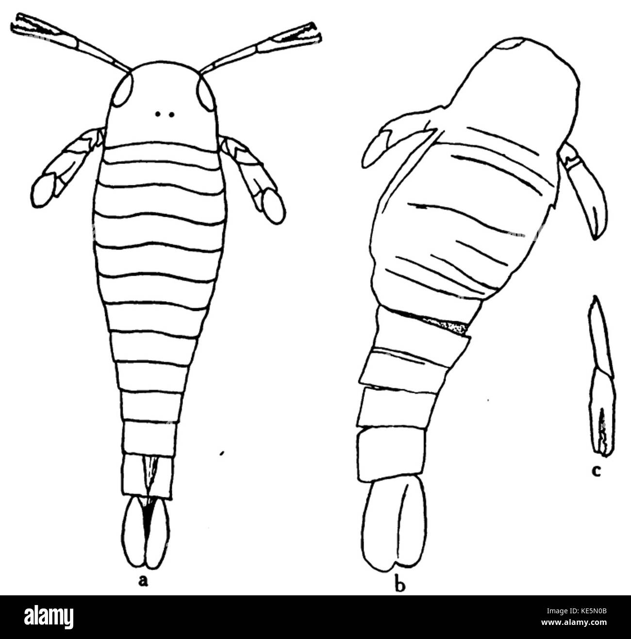 This figure from 'The Habitat of the Eurypterida' illustrates the ...