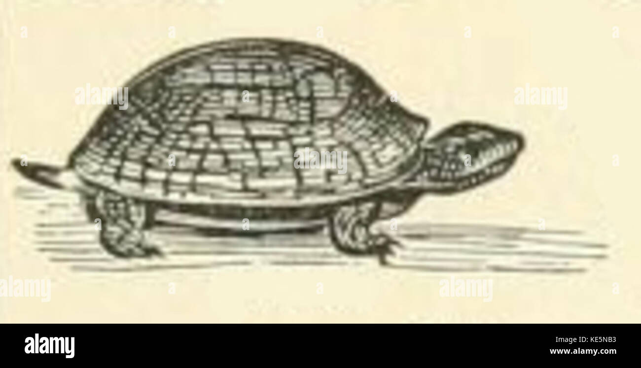 Tortoise drawing hi-res stock photography and images - Alamy