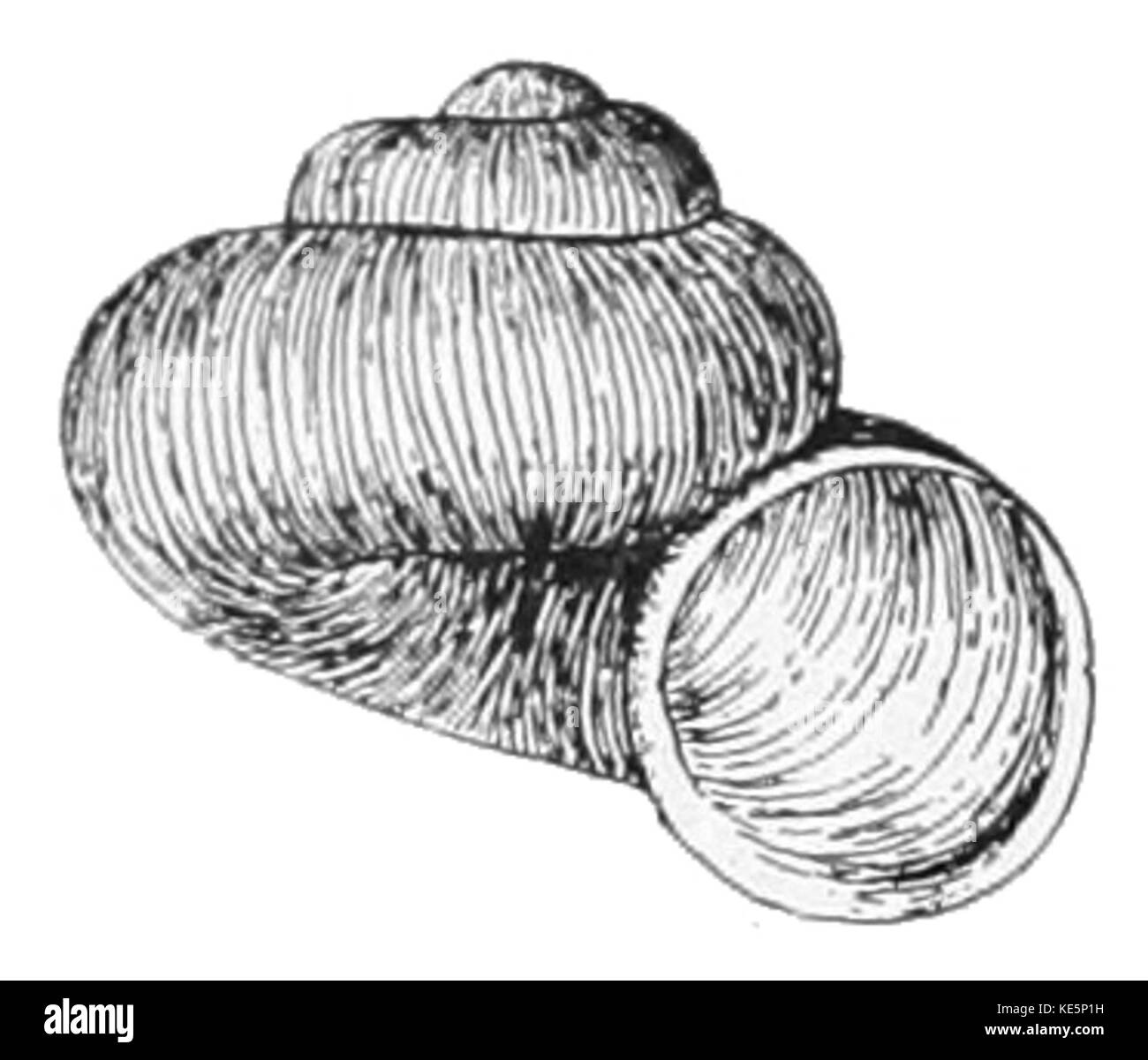 Valvata Black and White Stock Photos & Images - Alamy