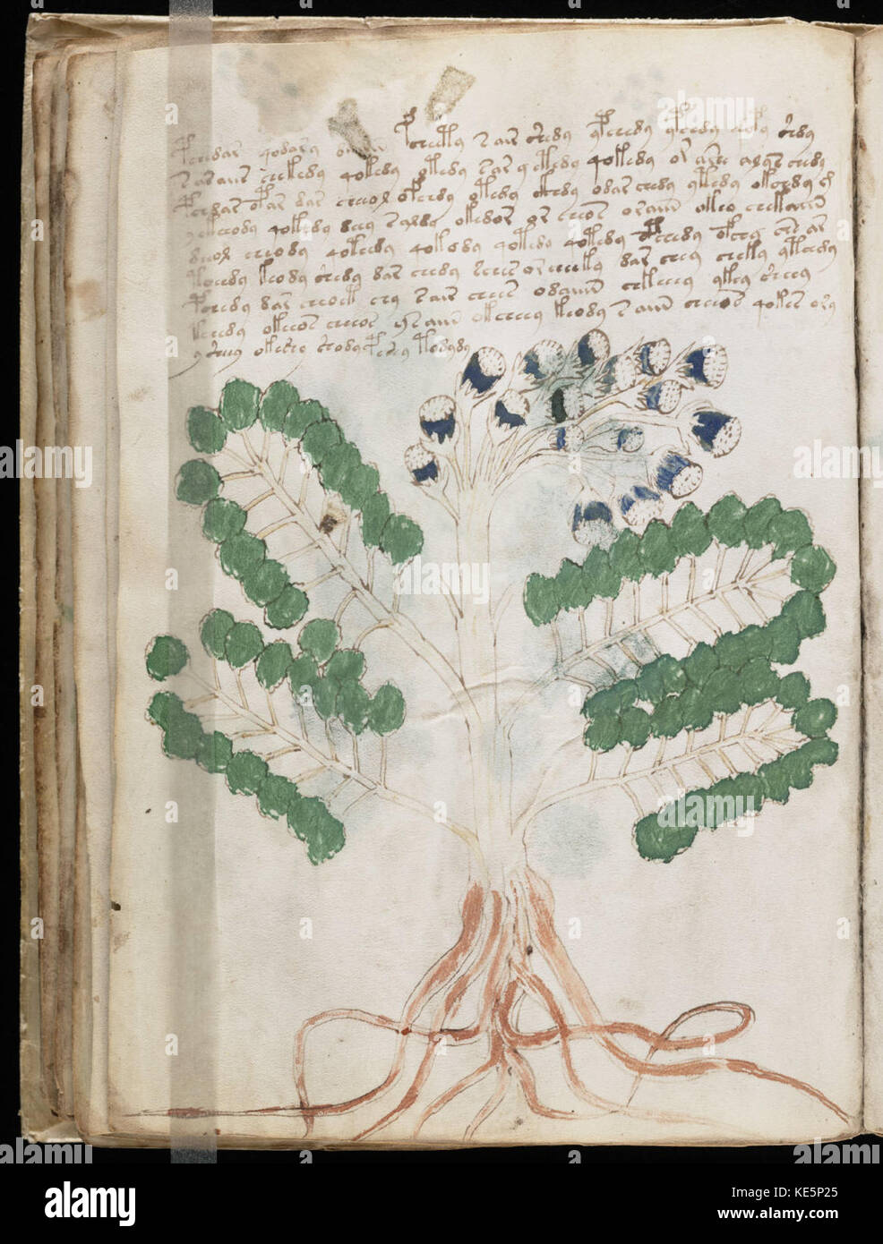 Voynich manuscript research hi-res stock photography and images - Alamy