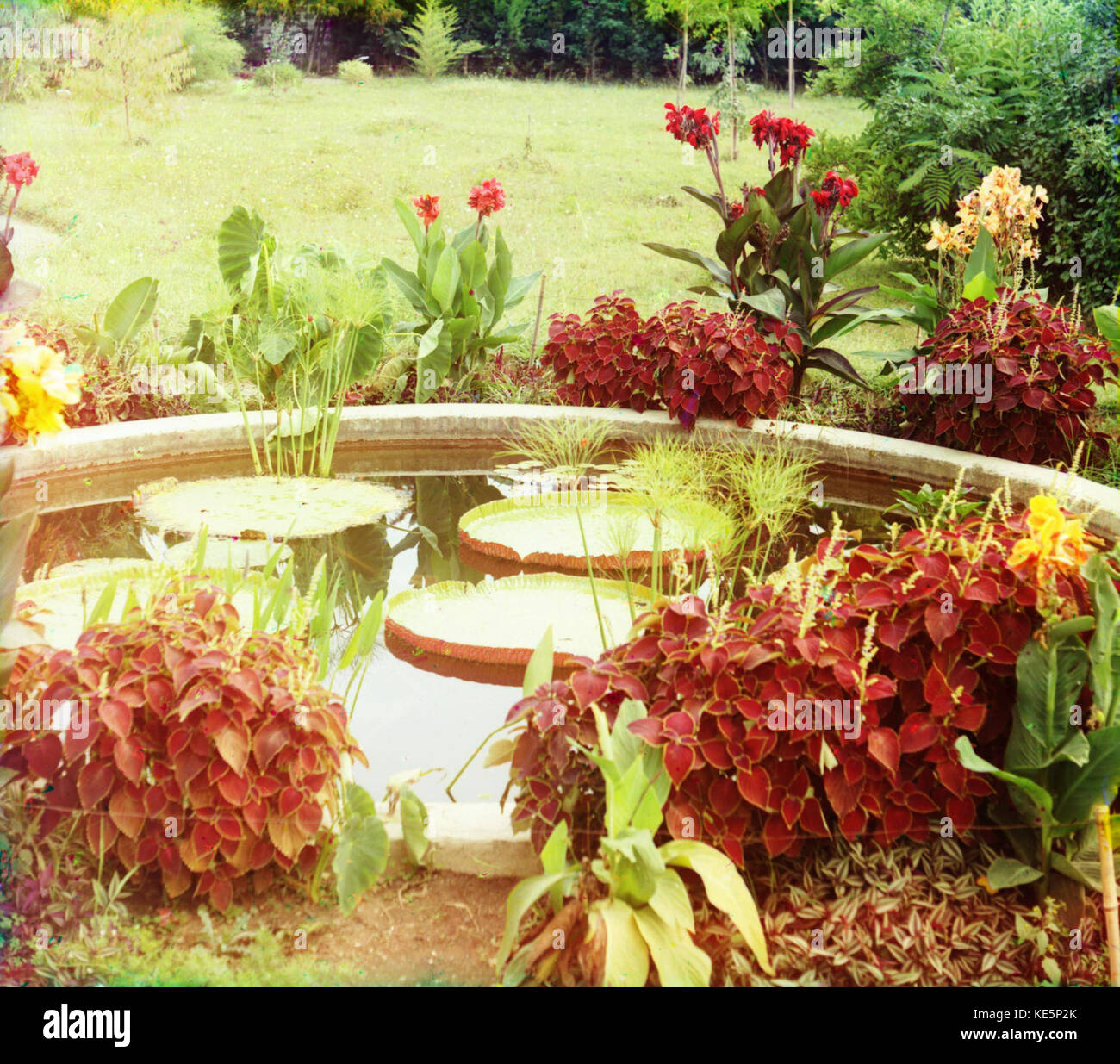 Victoria regia first time in Sukhumi, 1912 Stock Photo - Alamy