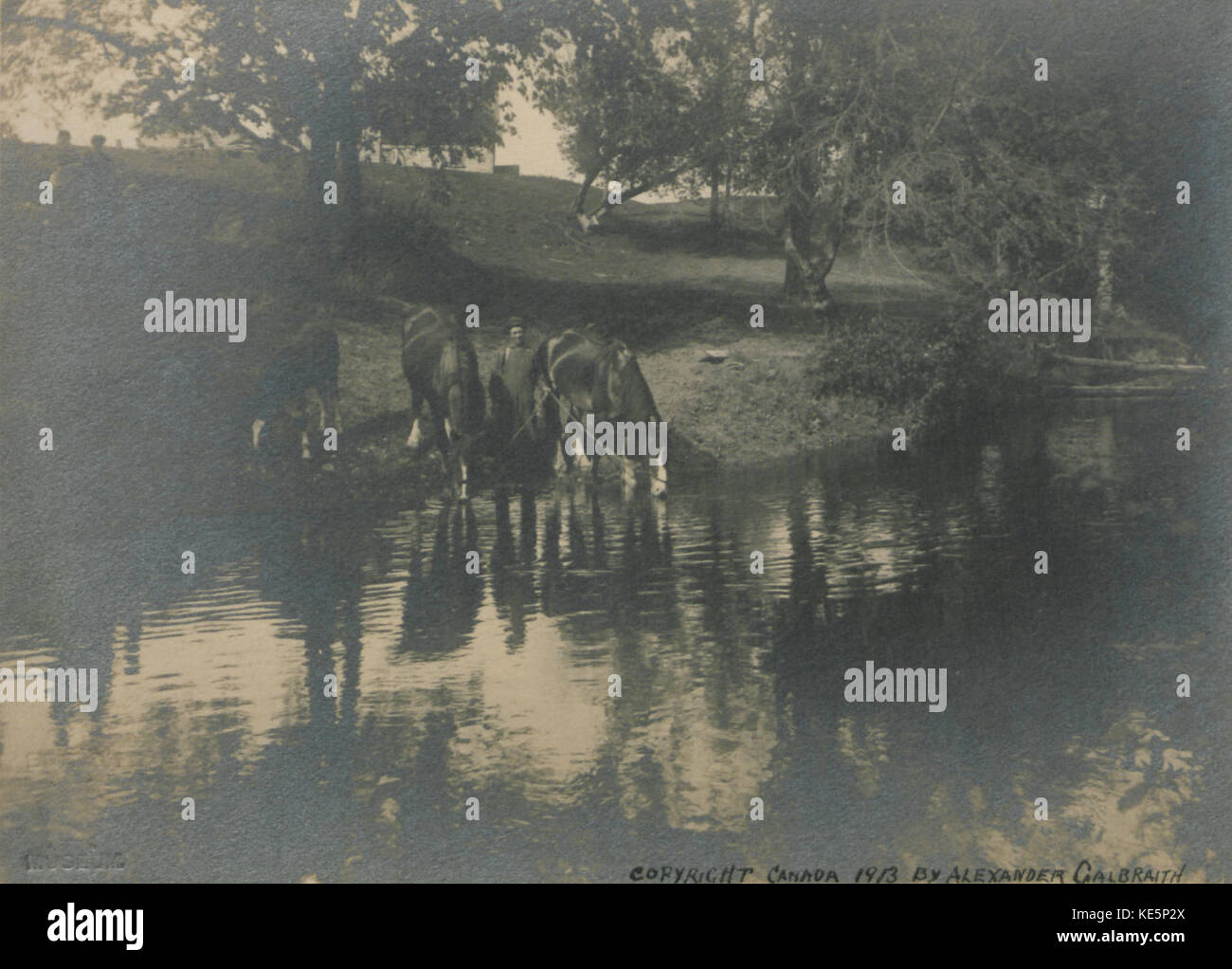 Equine water source hi-res stock photography and images - Alamy