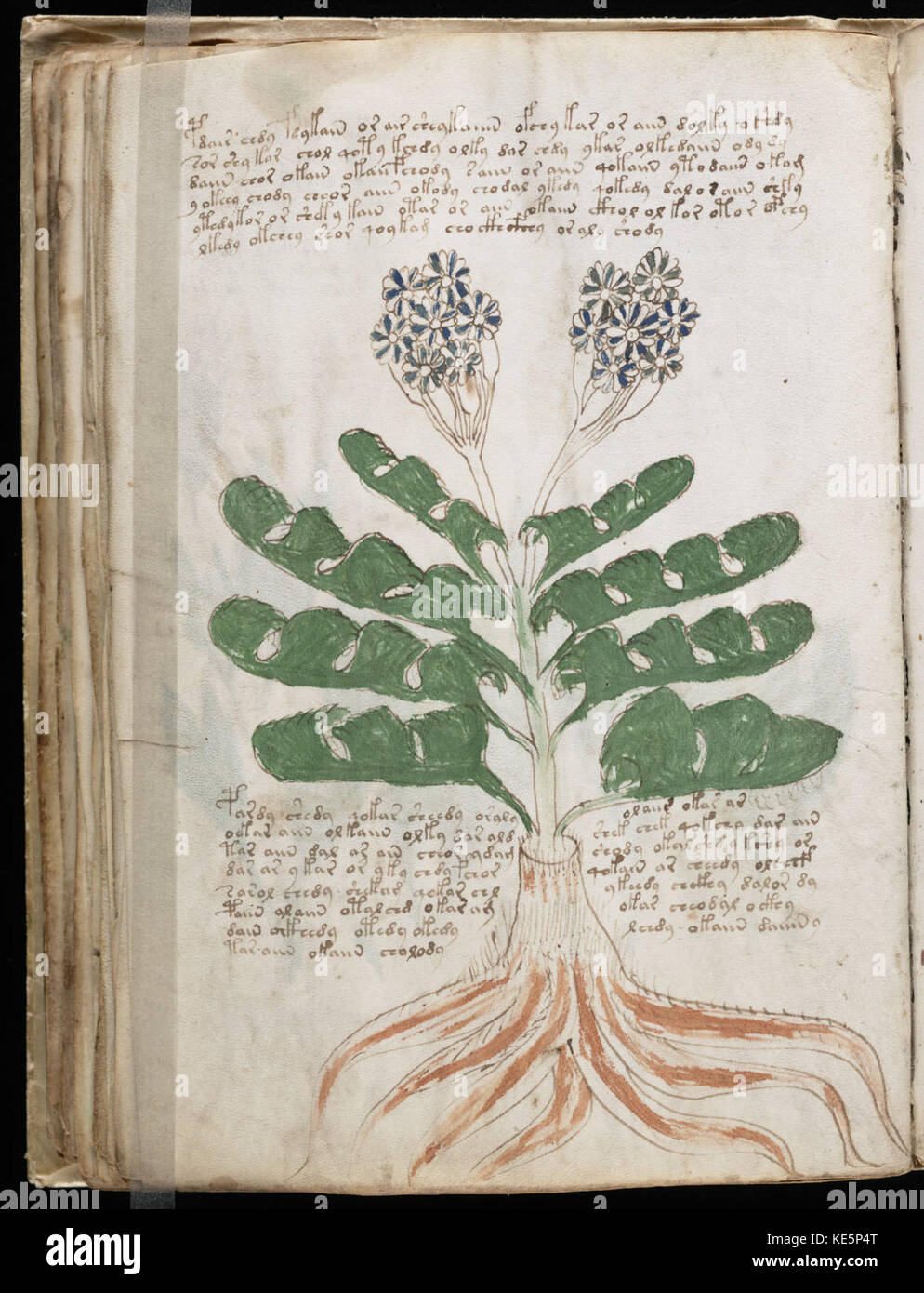 The Voynich Manuscript, an ancient and mysterious book filled with ...