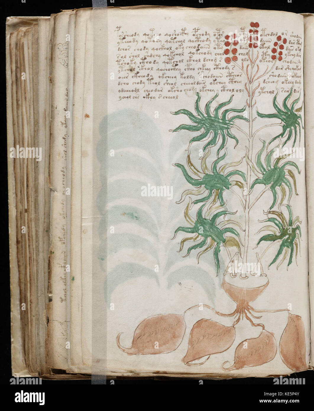 An image of a page from the Voynich Manuscript, a famous and mysterious ...