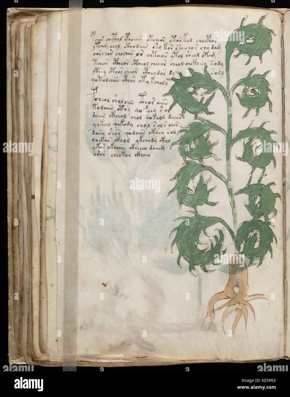 Voynich code hi-res stock photography and images - Alamy