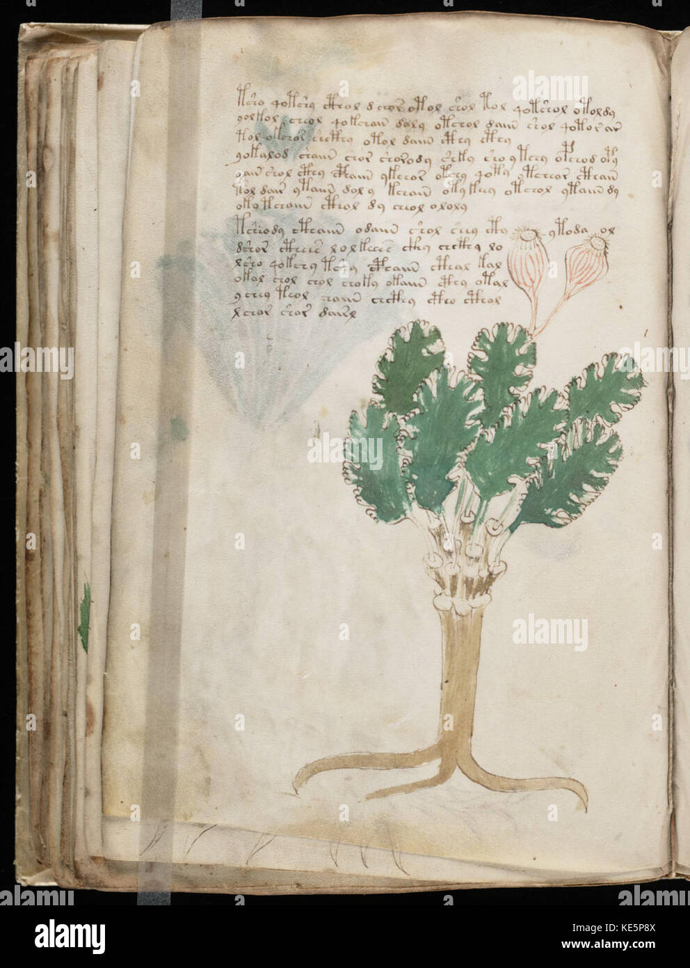 Voynich code hi-res stock photography and images - Alamy