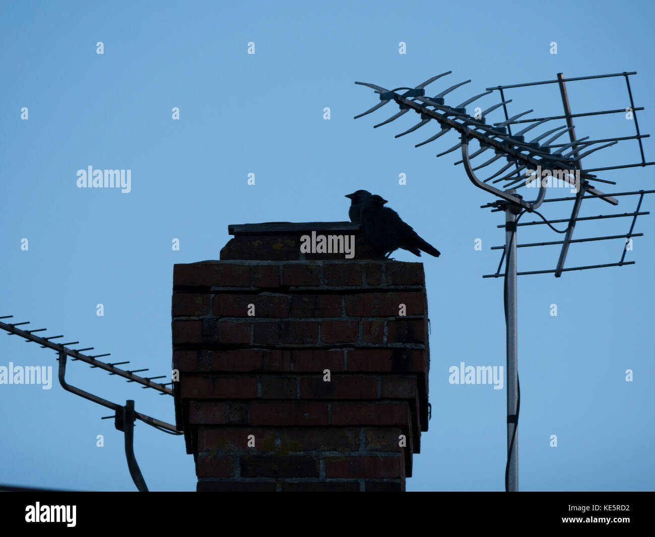 Birds early hi-res stock photography and images - Alamy