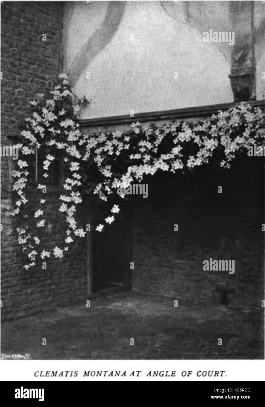 Colorful garden variety flowers Black and White Stock Photos & Images ...