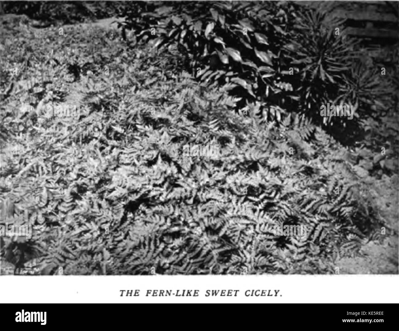 Red green colour Black and White Stock Photos & Images - Alamy