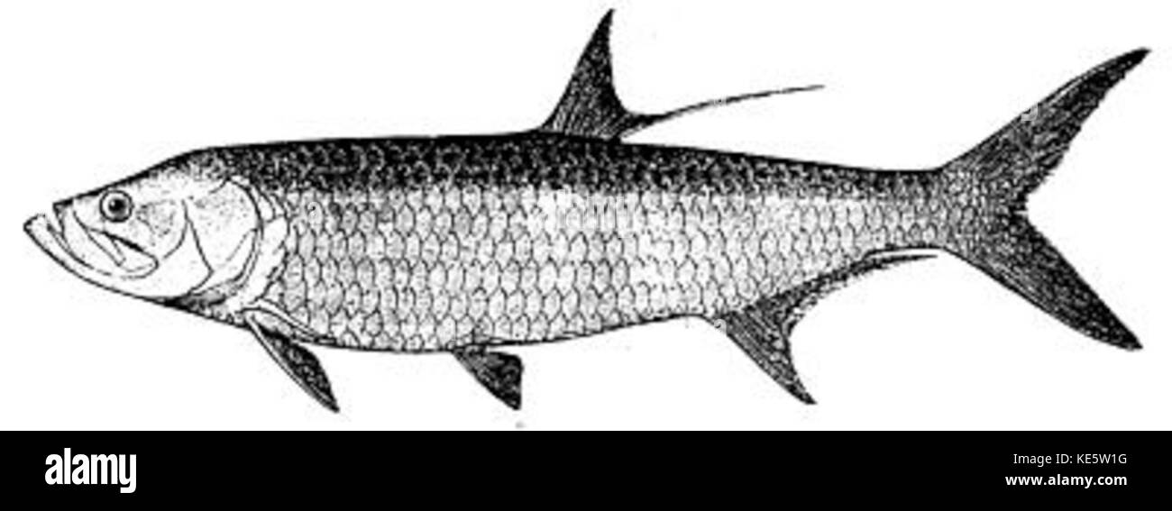 Tarpon illustration Black and White Stock Photos & Images - Alamy