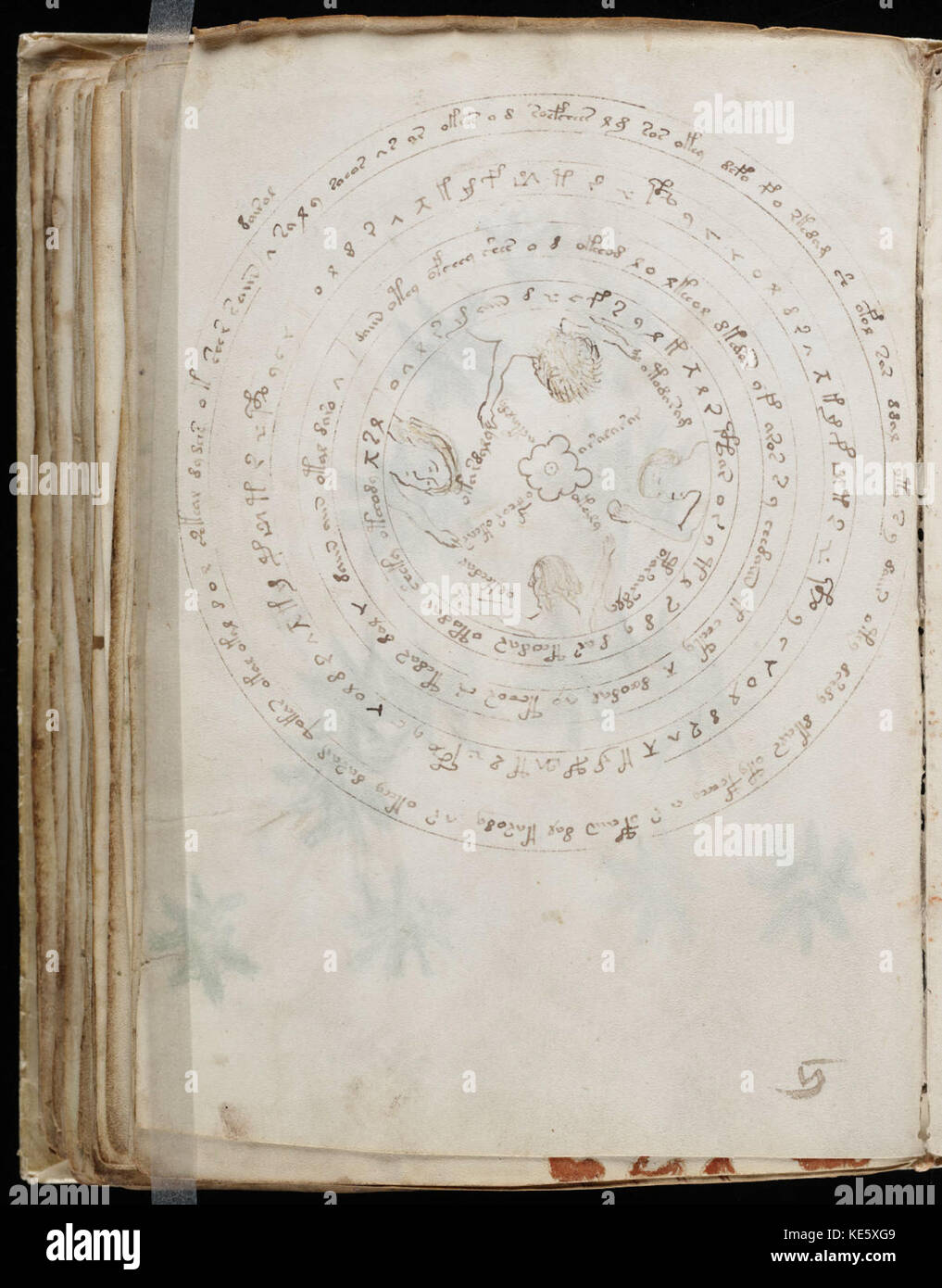 A reference to page 114 of the Voynich Manuscript, a mysterious and ...