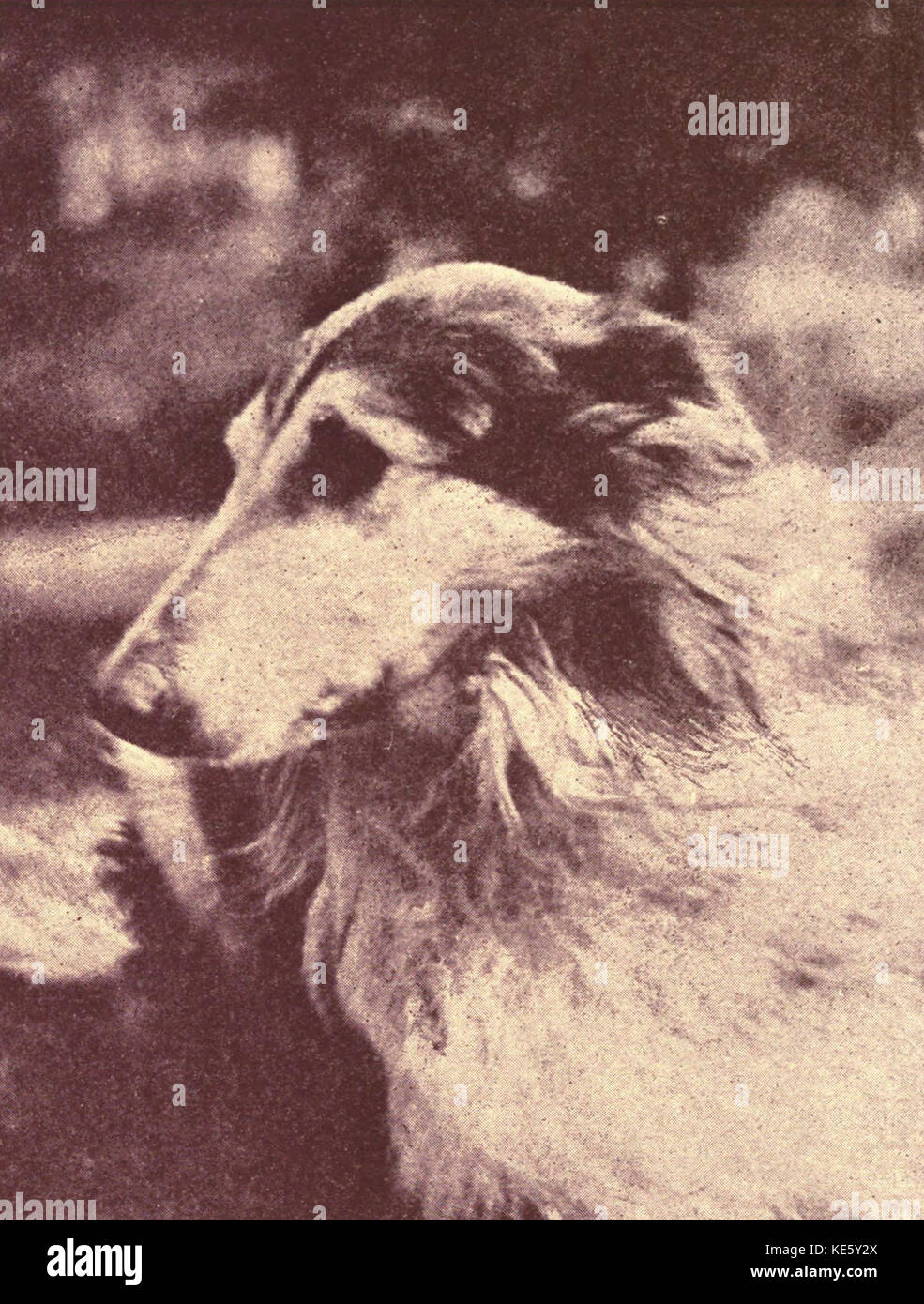 Sunnybank Lad (in Lad, A Dog Stock Photo - Alamy