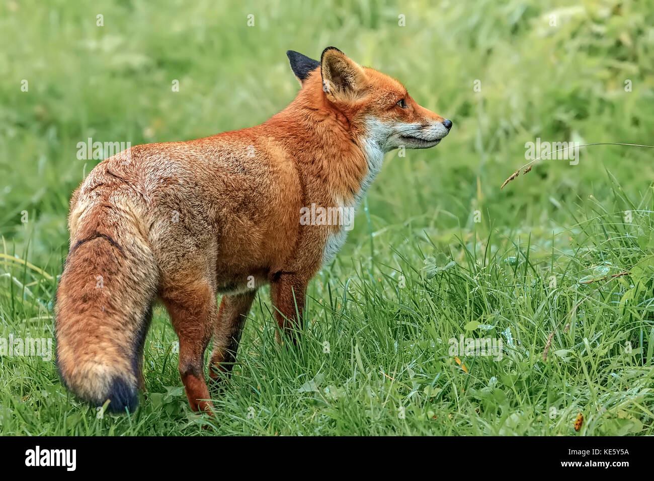 Alert Fox (Canidae Vulpini ) Berkshire UK Stock Photo - Alamy